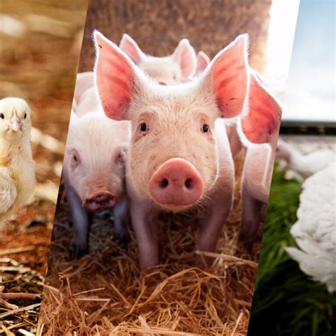 Building Trust for Better Animal Welfare Outcomes | RSPCA Approved