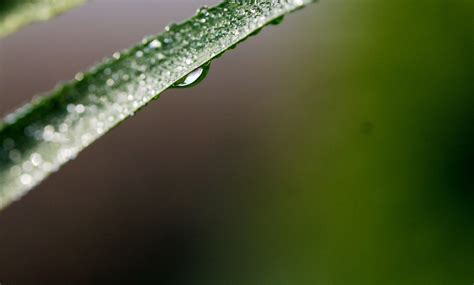 Morgentau (Forum für Naturfotografen)