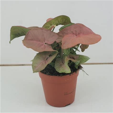 Syngonium Neon (SYN-NE-12) - FloraXchange