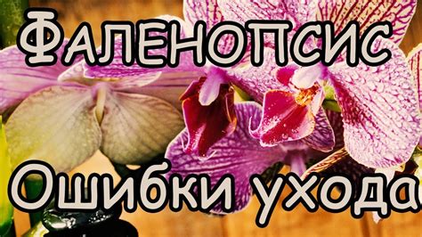 Фаленопсис Уход в Домашних Условиях Пересадка Как заставить орхидею ...