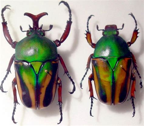 Scarab beetles | Insetti, Artropodi, Animali