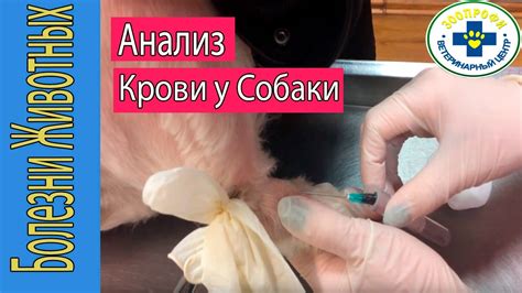 Взятие Анализа Крови у Собаки - YouTube