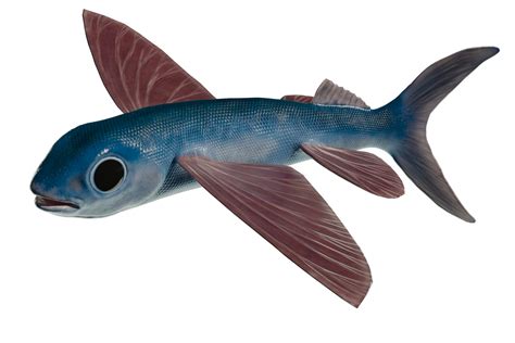 Flying Fish | 角色 | Unity Asset Store