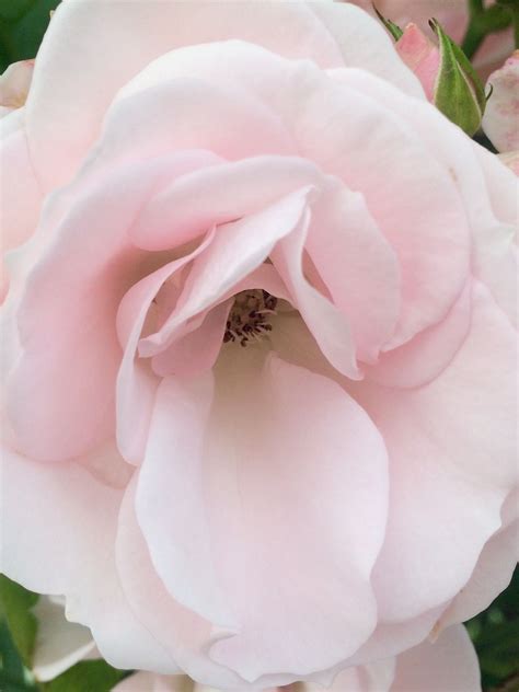 Pin von annie hasenjaeger auf Flowers