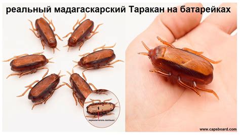 Игрушка для кошек живой Таракан CAPSBOARD COCKROACH 6.5 см - YouTube