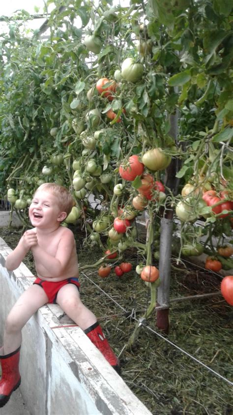 Томат Вельможа: описание сорта, ОТЗЫВЫ (48), фото