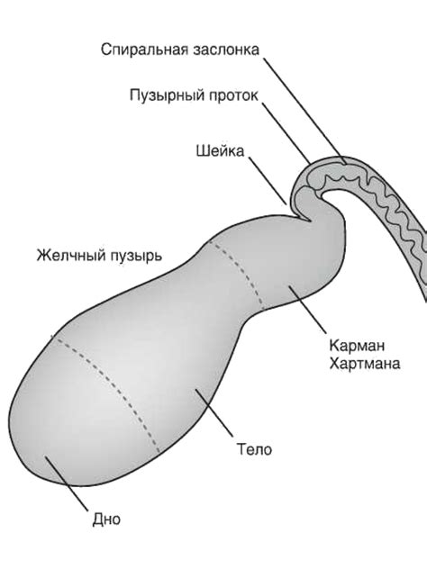 Желчный пузырь — Teletype