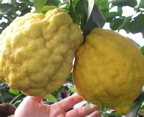 Цитрон Шишкан (Citrus medica) - купить в Украине