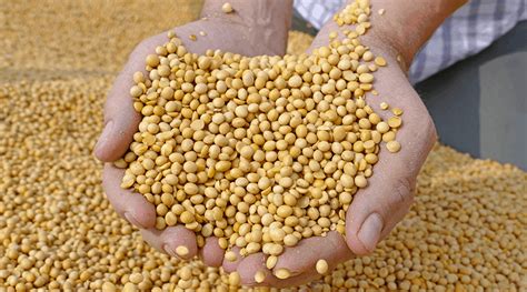 Kebenaran Tentang Protein Soya 2 | RAMARAMA