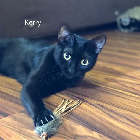 Kerry - initiativefuerstrassentieres Webseite!