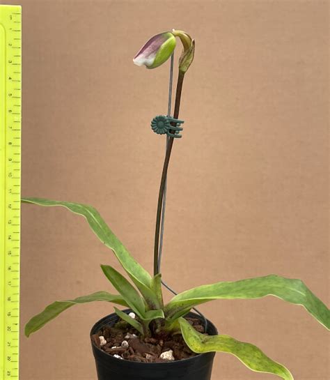 Paphiopedilum spicerianum - Plantae Orchids and Rare Plants