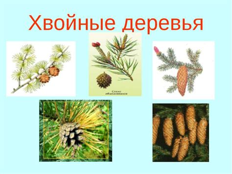 Презентация "Хвойные деревья" - скачать бесплатно