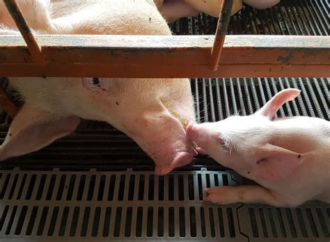 Linking sow diets to piglet nutrition - Pig Progress