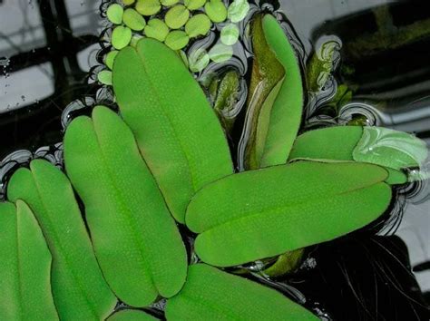 Сальвиния продолговатая (Salvinia oblongifolia)