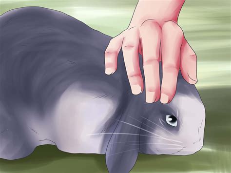 4 Ways to Train a Rabbit - wikiHow
