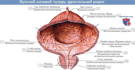 Анатомия: Мочевой пузырь. Стенки мочевого пузыря