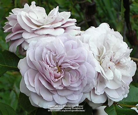 Rose (Rosa 'Florence Delattre') in the Roses Database - Garden.org