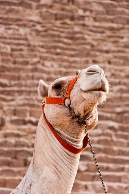 84,000+ Camel Cigarettes Pictures