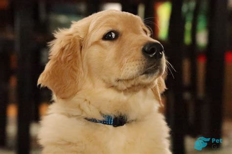 Золотой ретривер (голден-ретривер) 🐶 — описание, дрессировка ...