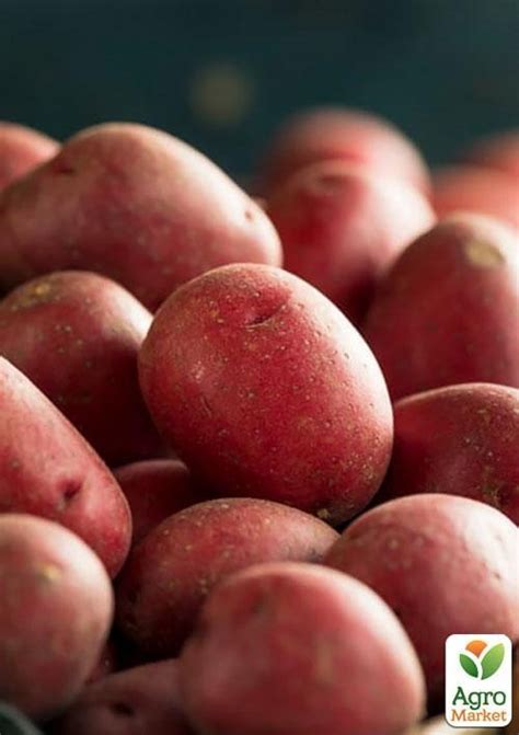 Картопля "Белла Росса" насіннєва рання (1 репродукція) 1кг купити ...