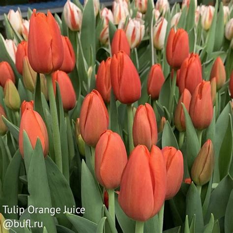 Tulip Orange Juice авторское фото BUFL.RU | Цветоводство, Красивые ...
