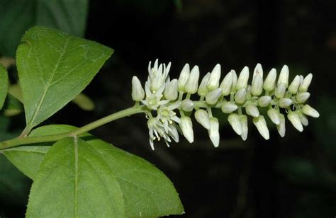 Itea virginica (Iteaceae) image 27067 at
