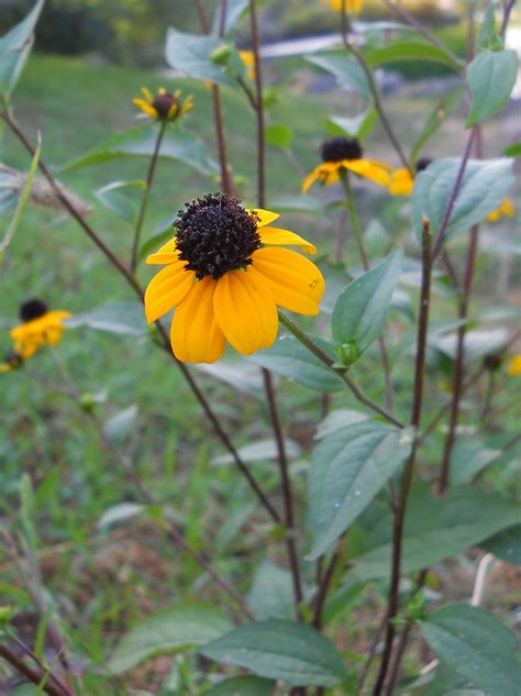 Rudbeckia triloba - Изображение особи - Плантариум