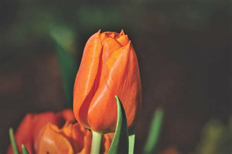 Тюльпан Цветок Тюльпана Поле - Бесплатное фото на Pixabay - Pixabay
