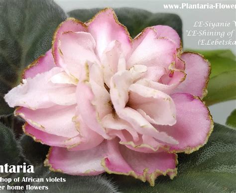 LE-Siyanie Vesny (E.Lebetskaya) / LE-Shining of Spring – Plantaria ...