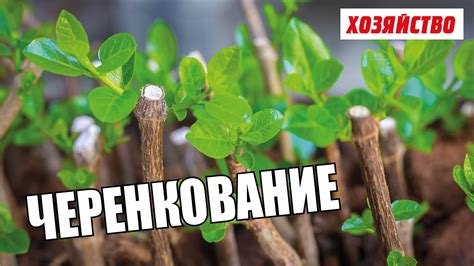 Секрет идеального черенкования сложных растений. 100% результат - YouTube