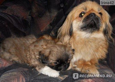 Лакомство для собак Молина Жевательные колбаски. Говядина - «Побалуйте ...