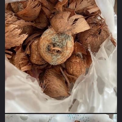 Clearance 3 Hosta Glad Rags Bareroots/divisions From Easy to Grow - Etsy