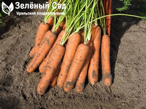 Морковь Санькина любовь — Зеленый Сад - Уральский плодопитомник