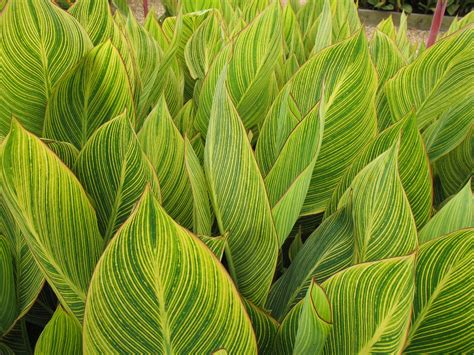 Online Plant Guide - Canna 'Bengal Tiger' / Bengal Tiger Canna