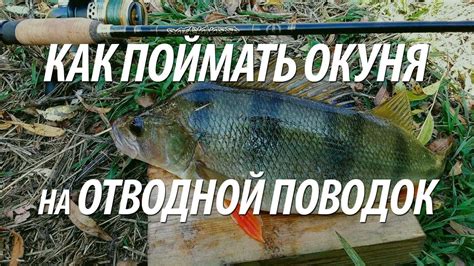 ЛОВЛЯ ОКУНЯ НА ОТВОДНОЙ ПОВОДОК. КАК ЛОВИТЬ ОКУНЯ НА СПИННИНГ С БЕРЕГА ...
