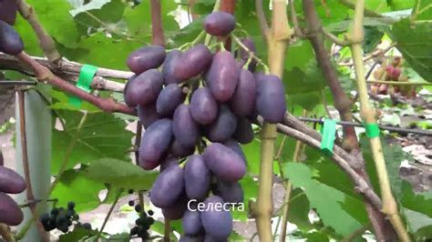 Селеста - YouTube