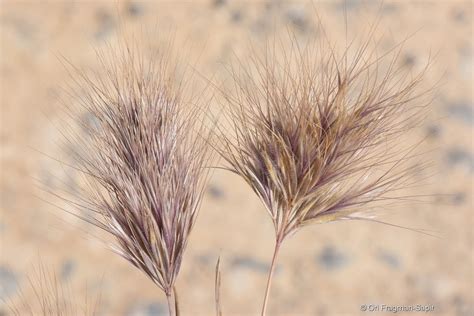 Bromus L. | Plants of the World Online | Kew Science