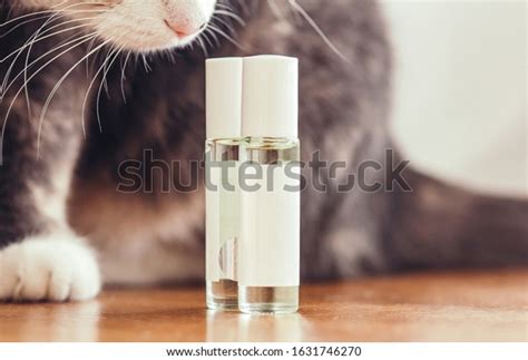 960 Cat Perfume Royalty-Free Photos and Stock Images | Shutterstock