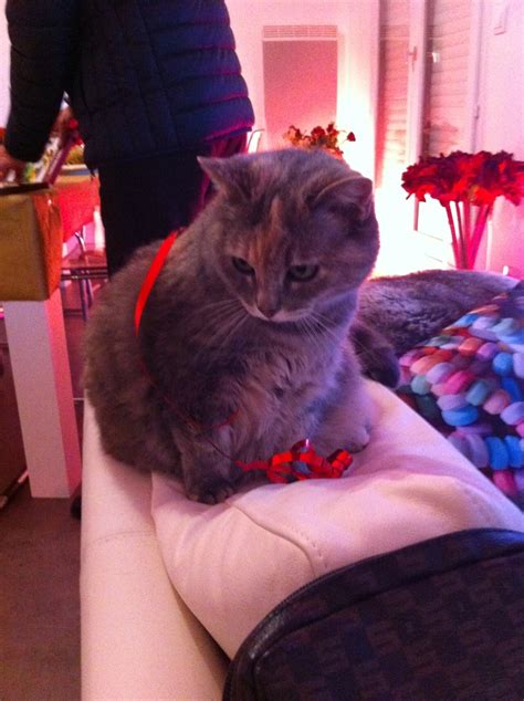 Vodka cat