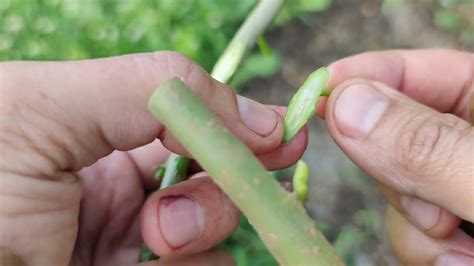 Прививка Дерева Плакучая Шелковица / bud grafting - YouTube