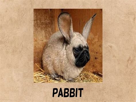 pabbit - jakeira493 Photo (44711007) - Fanpop
