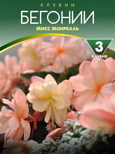 Бегония Мисс Монреаль - Цена на саженцы в питомнике Зеленый Сад Крым