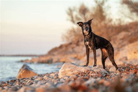 Dog Photography - Indigo Pet Photography