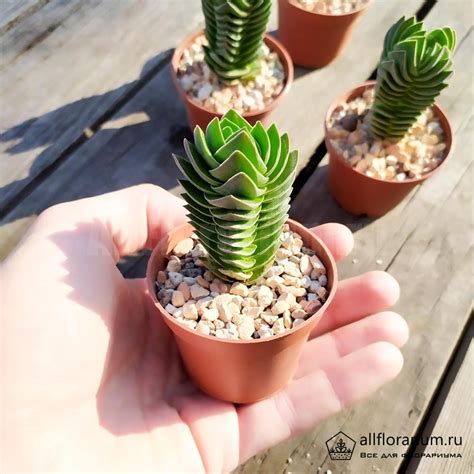 Крассула Храм Будды - Crassula Buddha’s Temple - Все для флорариума