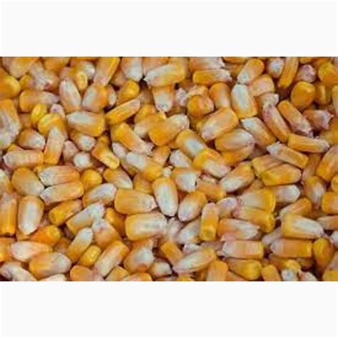 Закупаем кукурузу фуражную — Agro-Kazakhstan