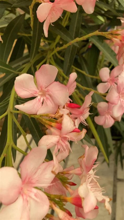 Nerium [Video] | Nerium, Plants