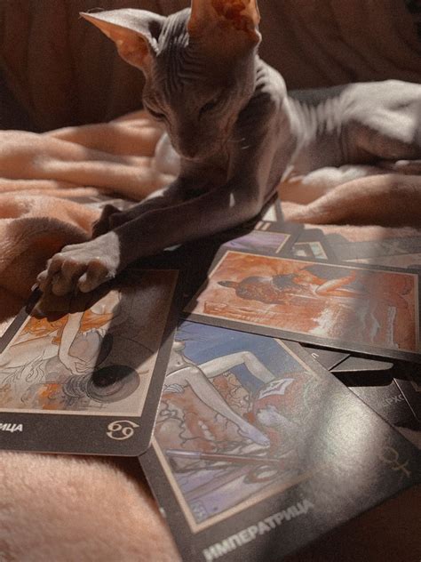 Таро и сфинкс | Tarot, Cats, Animals