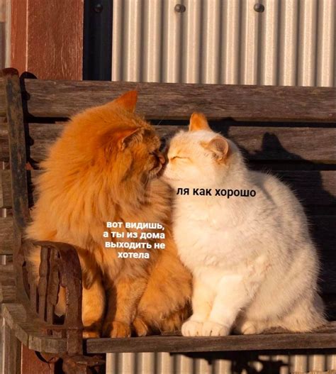 Мем коты | Cat and dog memes, Cat memes, Cute cats