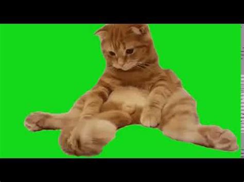 кот играет с хвостом хромакей футаж - YouTube