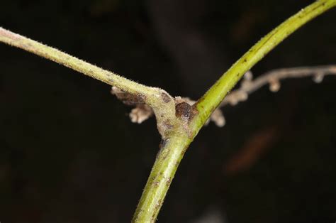 Mucuna pruriens (Fabaceae) image 110642 at PhytoImages.siu.edu